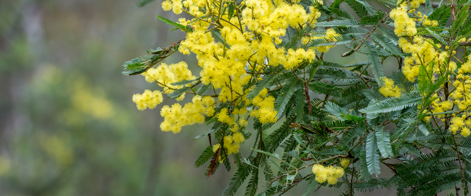 Home | NSW Environment Protection Authority